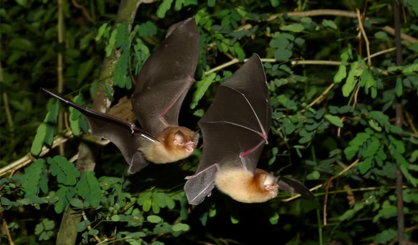 Natalidae – Funnel-eared bats: facts, distribution & population | BioDB