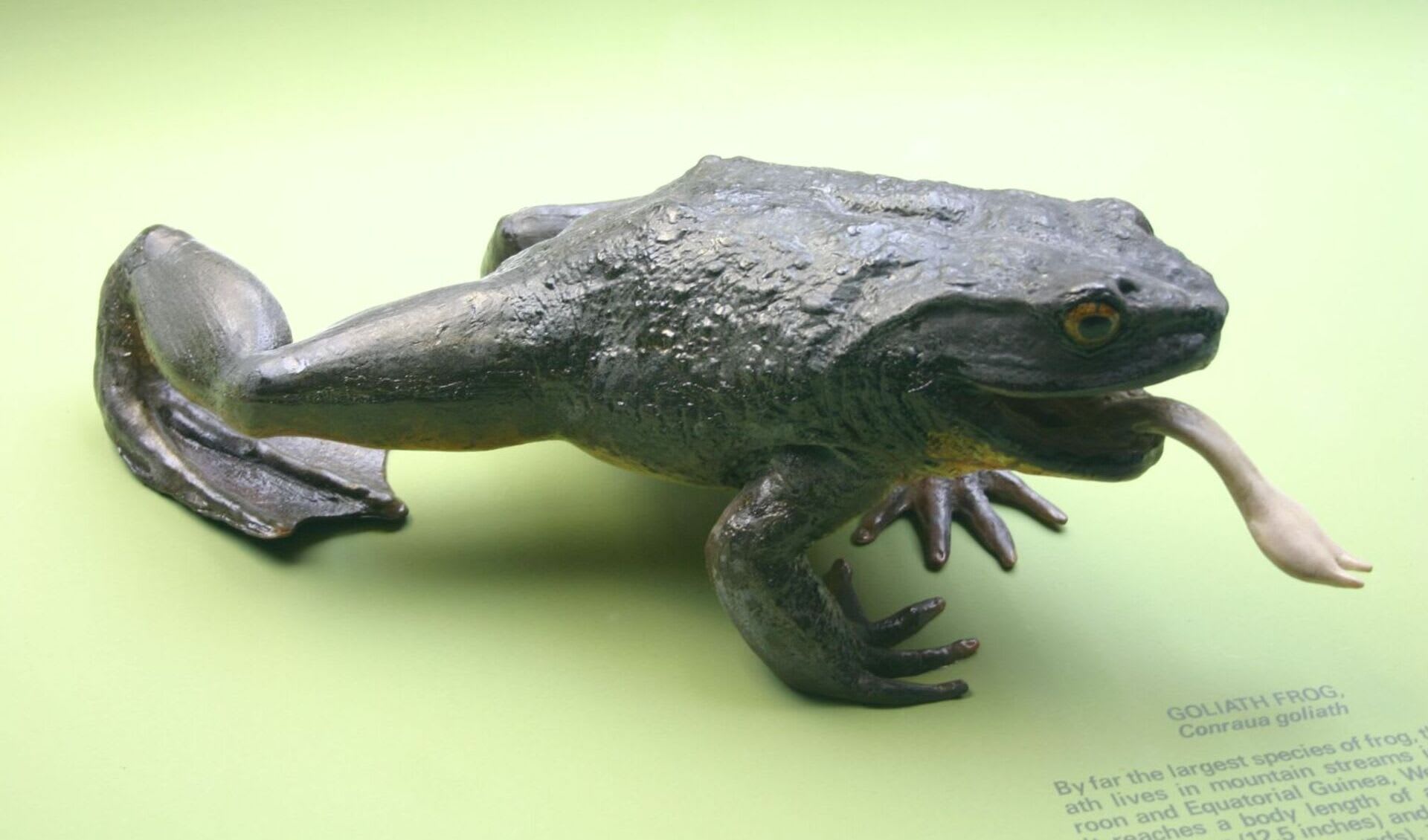 Goliath frog facts, distribution & population | BioDB