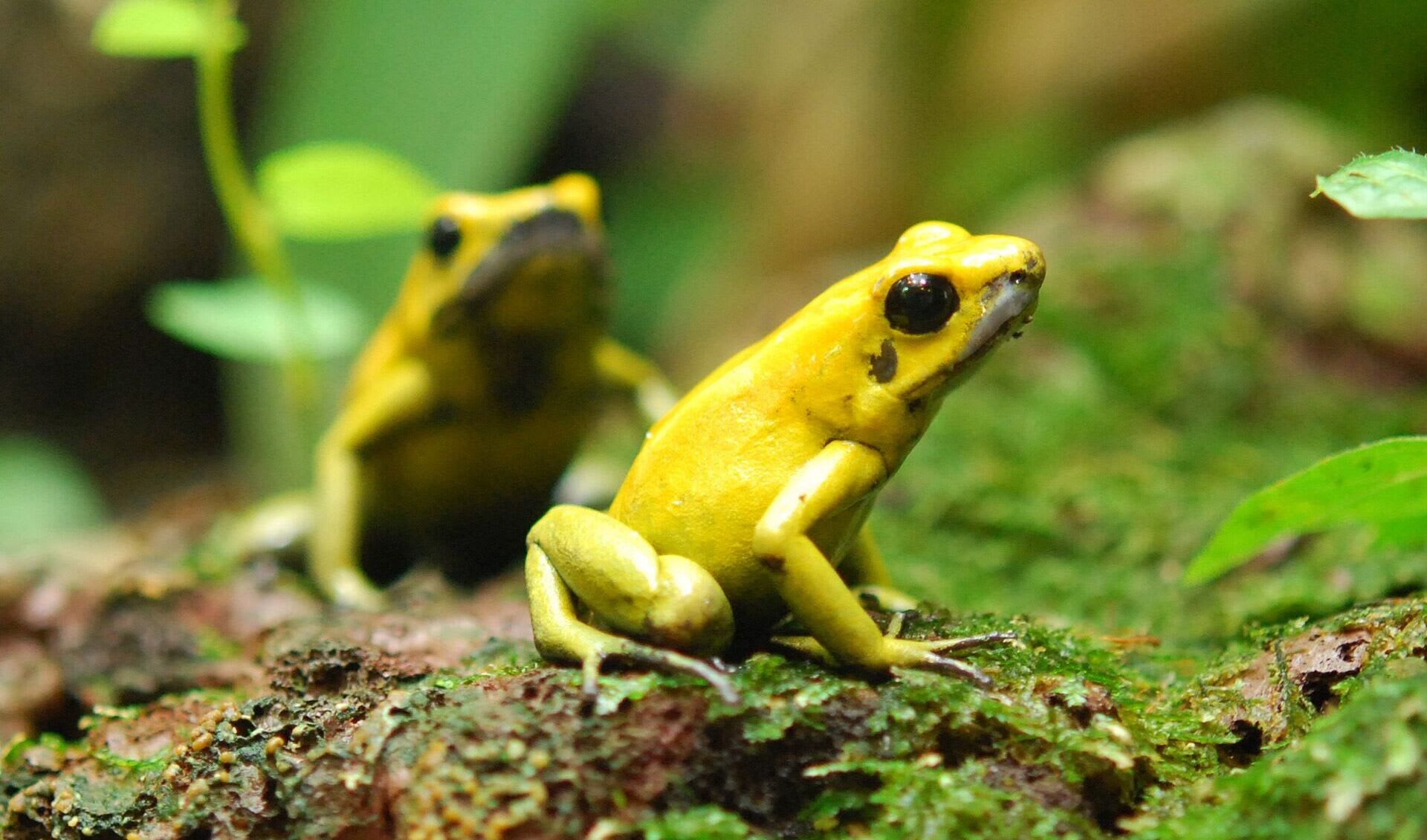 Golden poison frog facts, distribution & population | BioDB