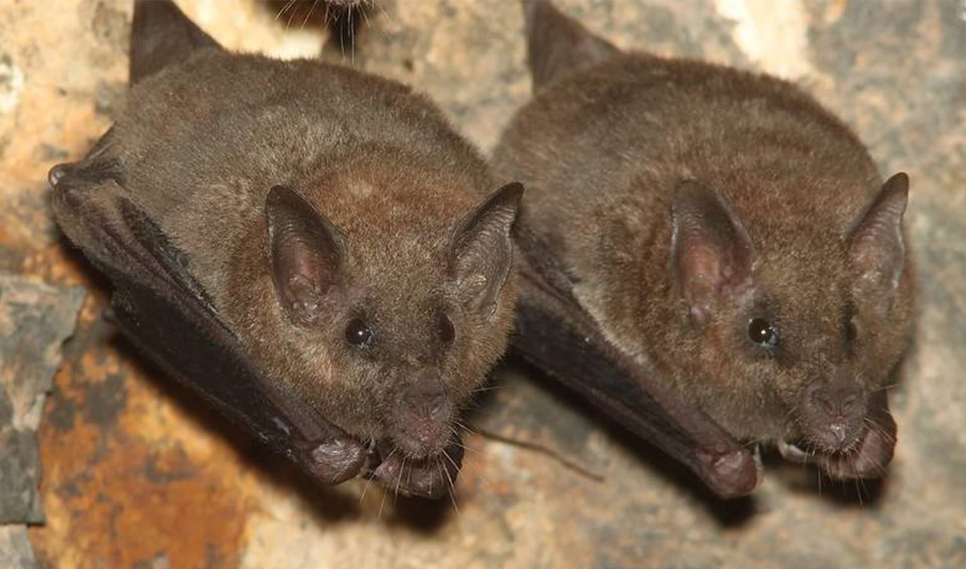 Lesser long-nosed bat facts, distribution & population | BioDB