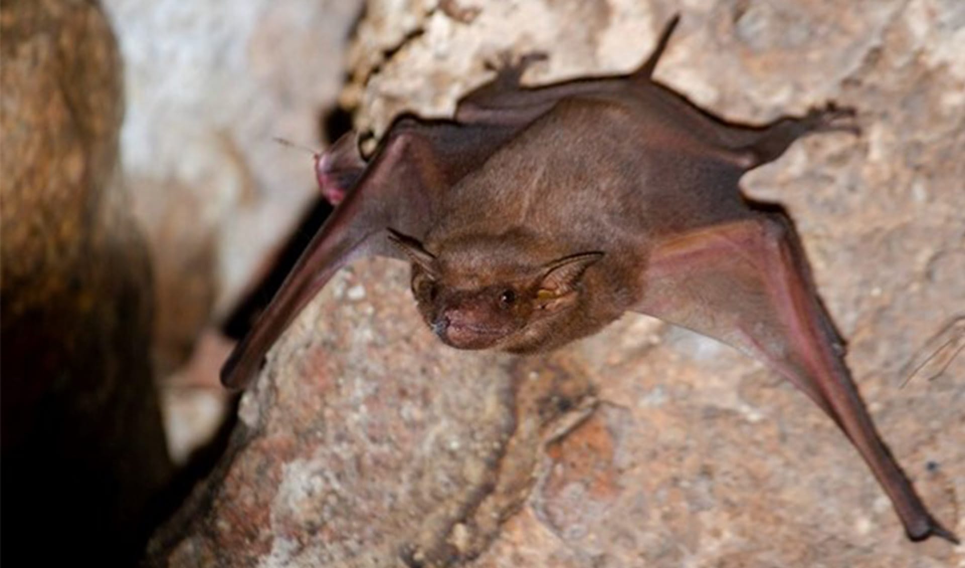 Naked-rumped tomb bat facts, distribution & population | BioDB