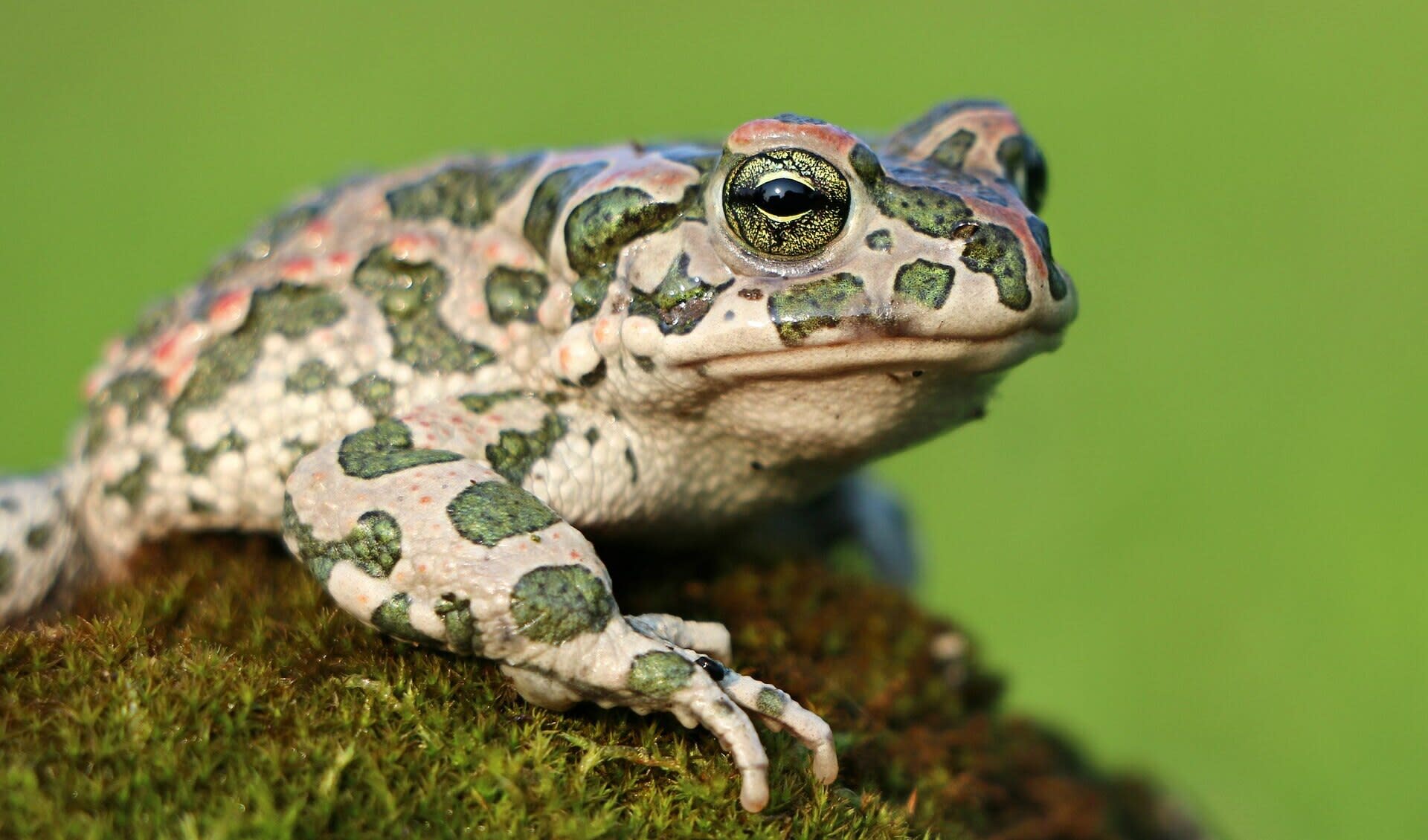 European green toad facts, distribution & population | BioDB