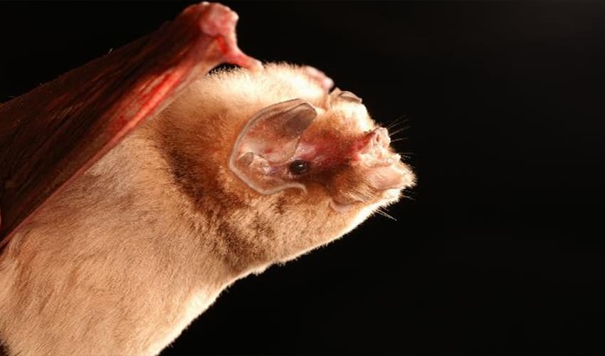 Mormoopidae – Mustached bats: facts, distribution & population | BioDB