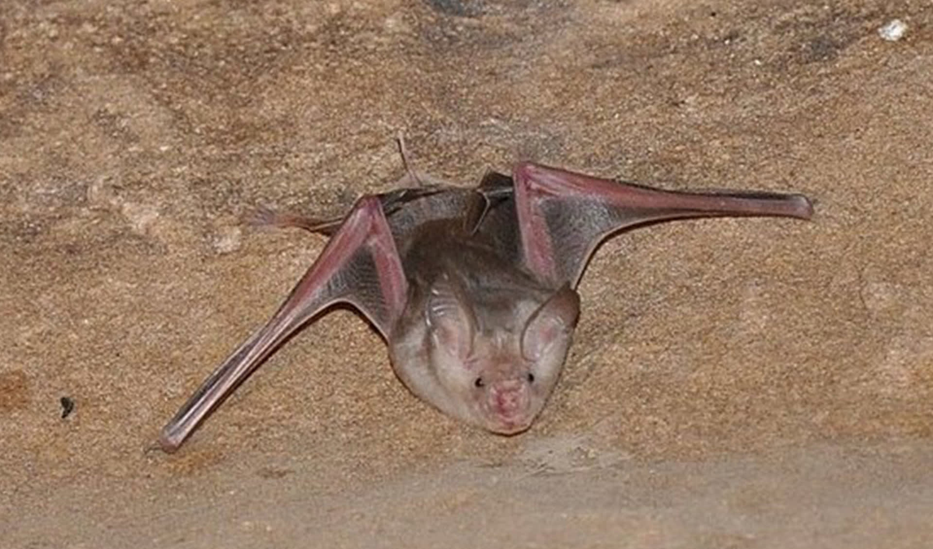 Trident bat facts, distribution & population | BioDB