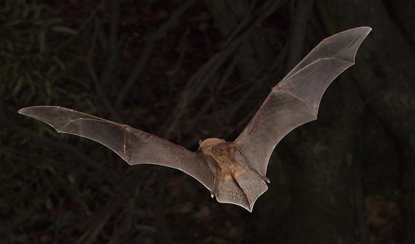 Miniopteridae – Bent-winged bats: facts, distribution & population | BioDB