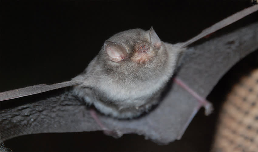 Furipteridae – Smoky bat: facts, distribution & population | BioDB
