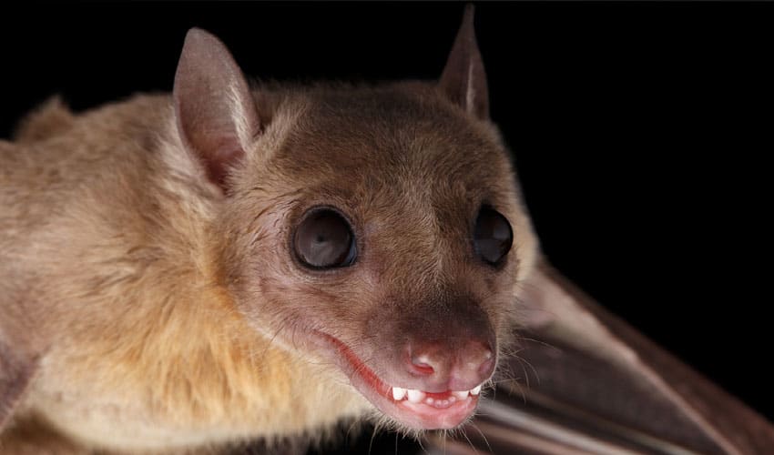 Rousettus – Rousette bats: facts, distribution & population | BioDB