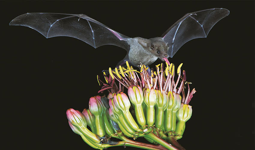 Leptonycteris – Saussure’s long-nosed bats: facts, distribution ...