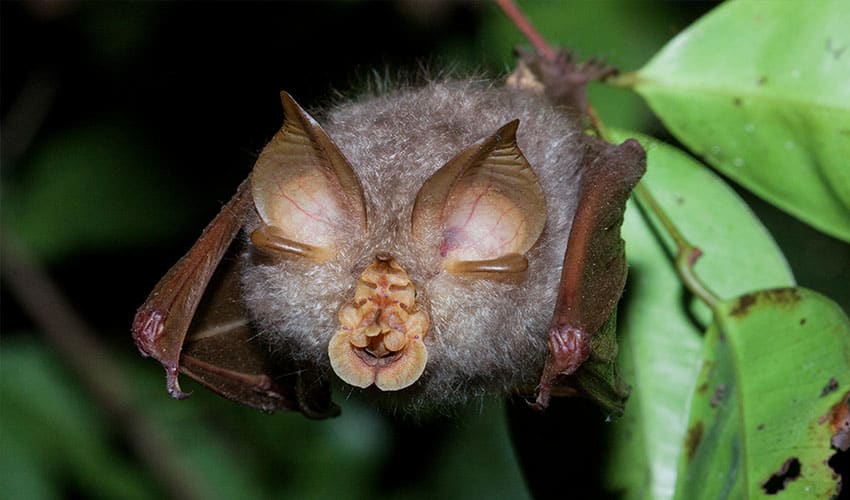 Rhinolophidae – Horseshoe bats: facts, distribution & population | BioDB