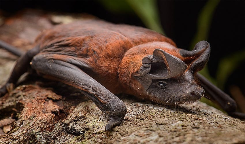 Molossidae – Free-tailed bat: facts, distribution & population | BioDB