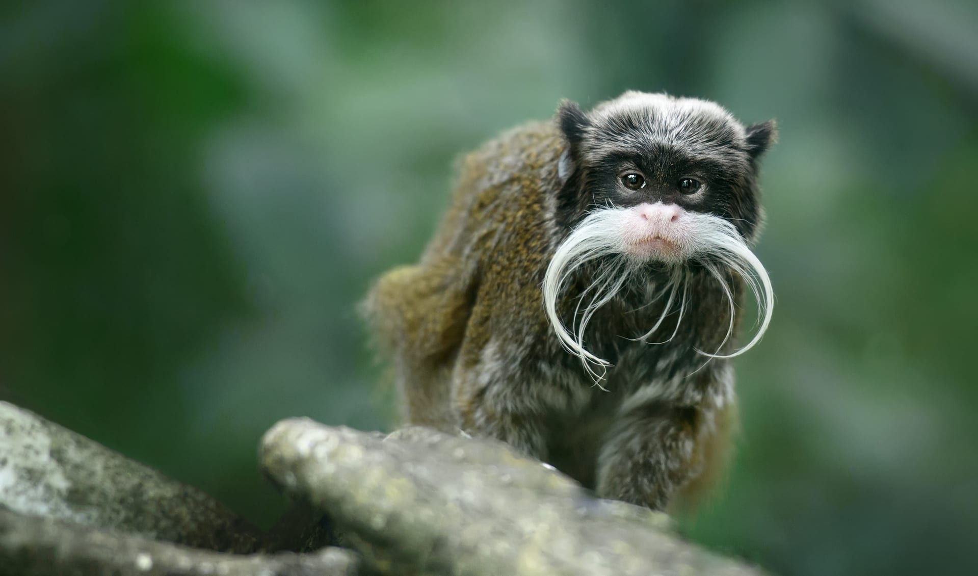 Callitrichidae - Marmosets & tamarins: facts, distribution & population ...