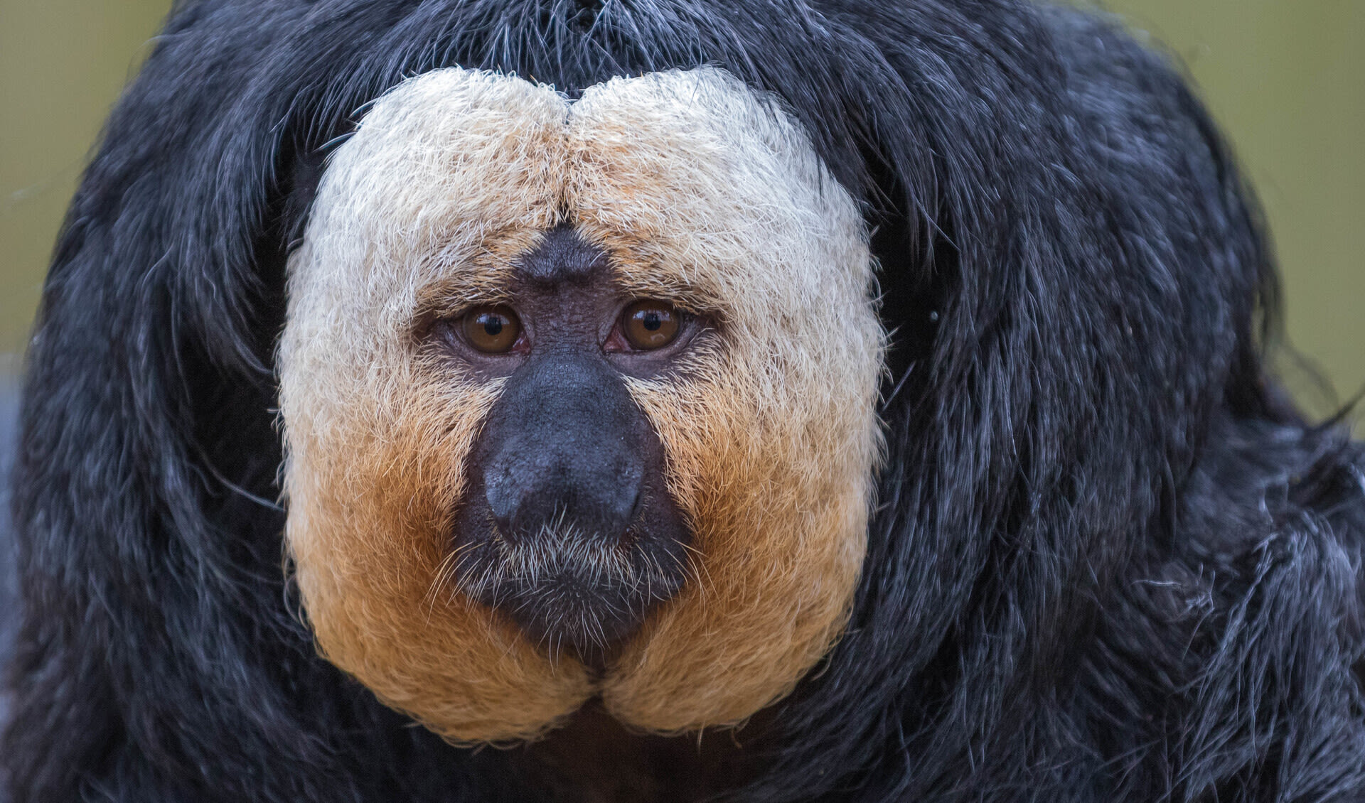 Pitheciidae – Titis & sakis: facts, distribution & population | BioDB