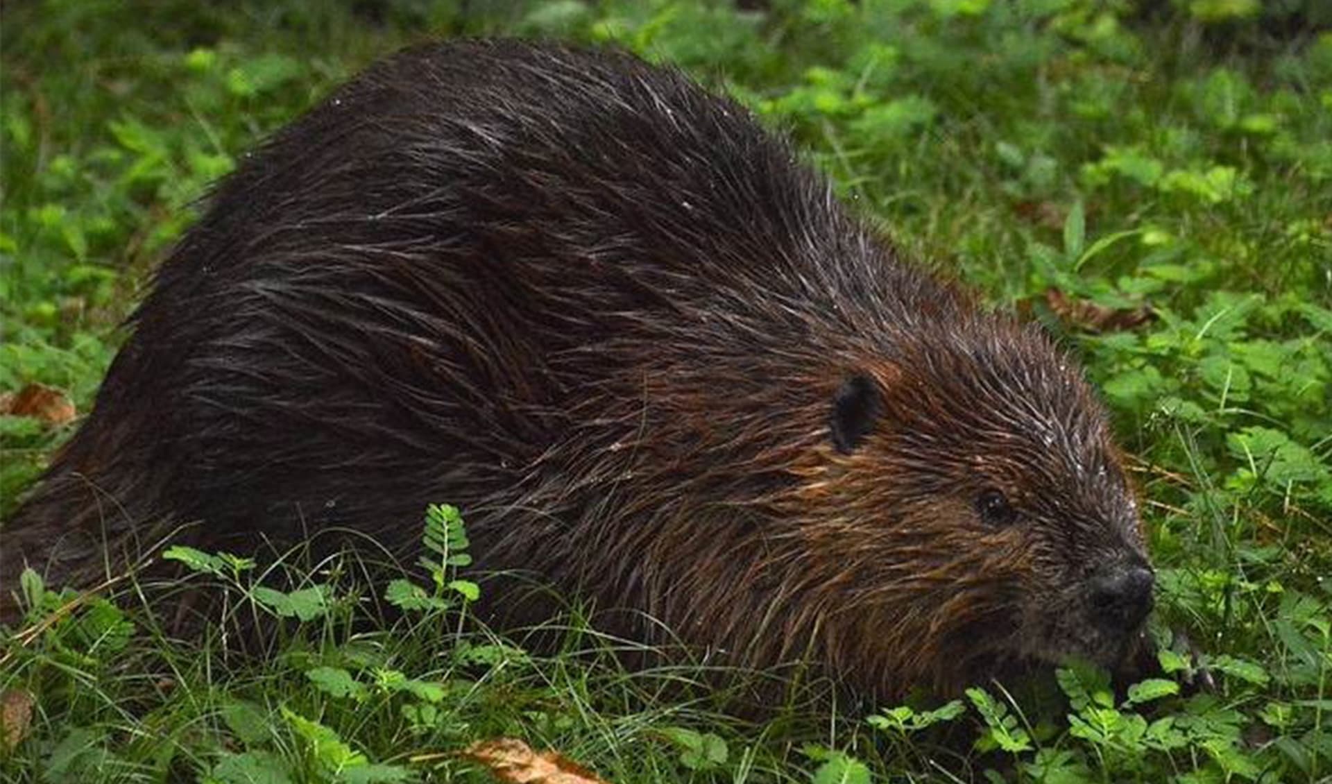 North American beaver facts, distribution & population | BioDB