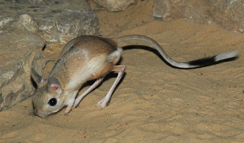 Jaculus – Desert Jerboas: facts, distribution & population | BioDB