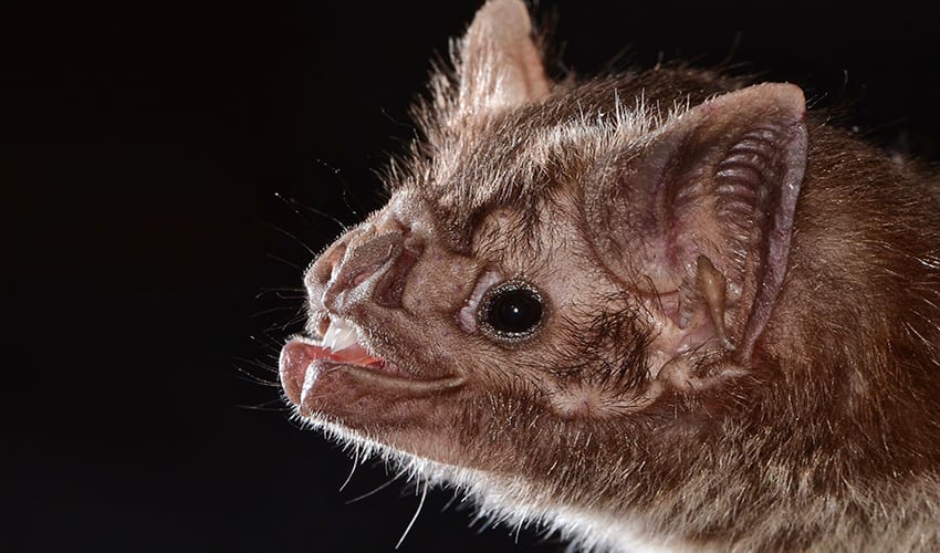Phyllostomidae - New World leaf-nosed bats: facts, distribution ...