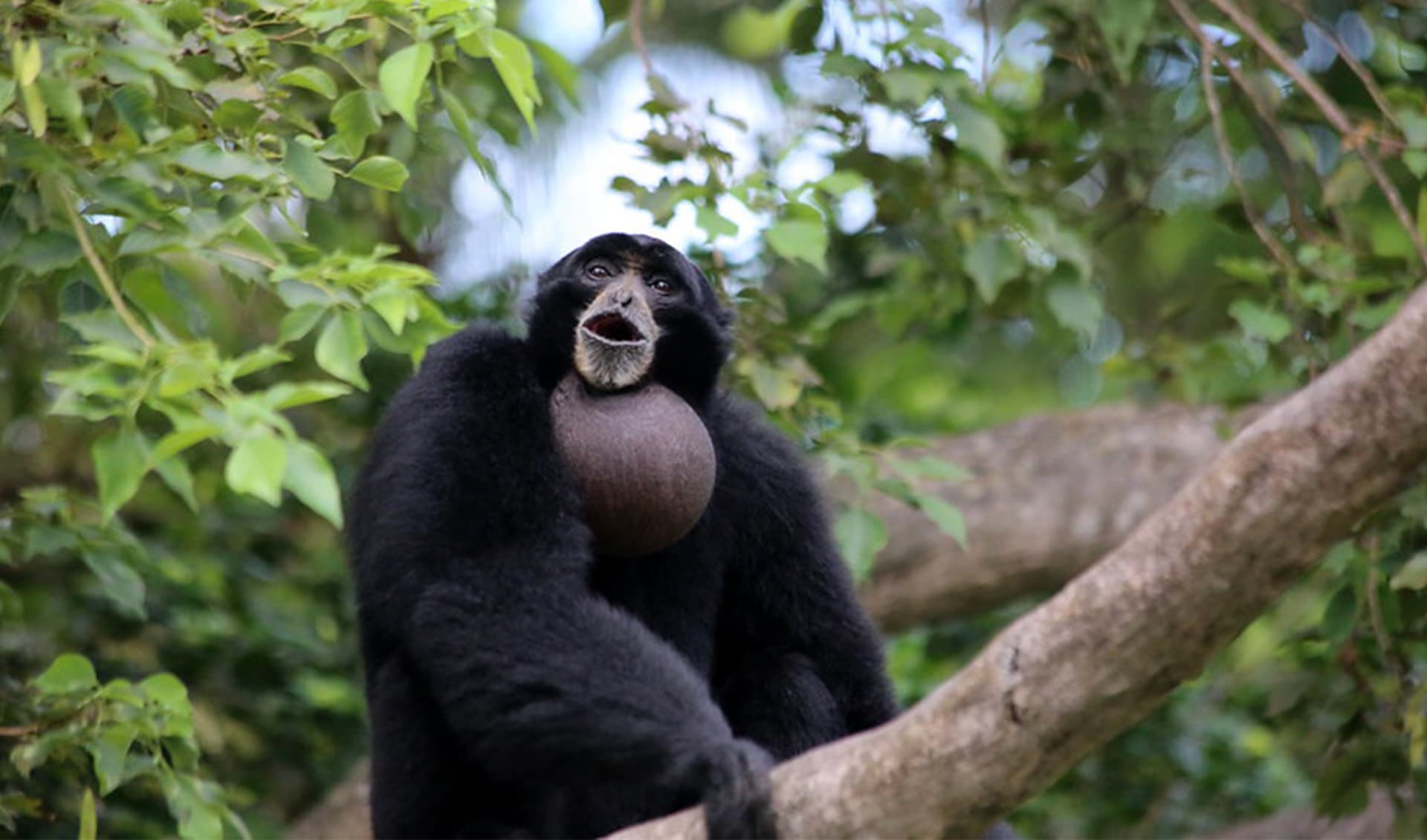 Siamang facts, distribution & population | BioDB