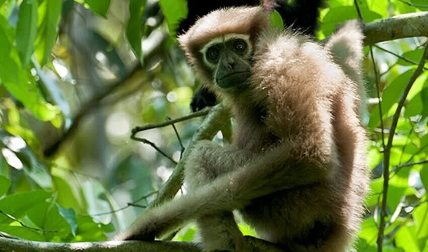 Hoolock – Hoo' gibbons: facts, distribution & population | BioDB