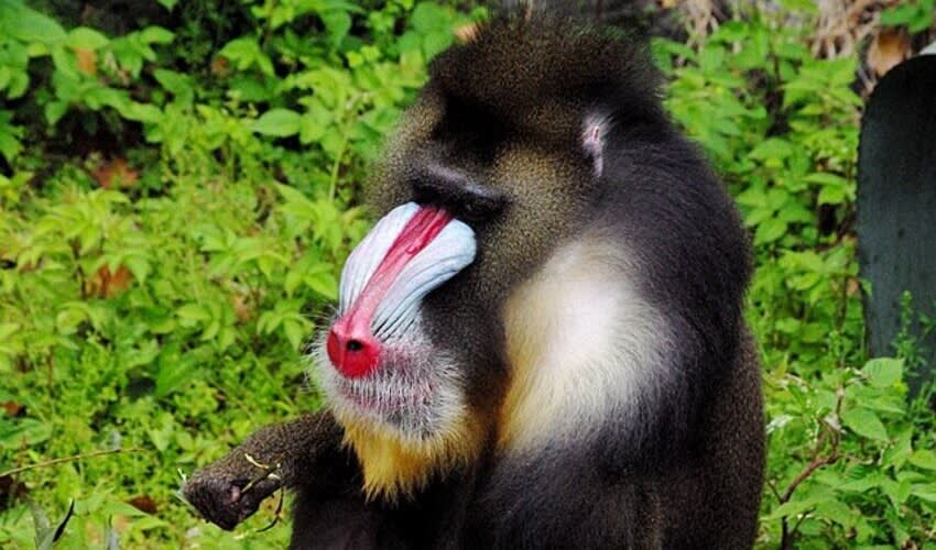 Mandrillus – Mandrill & drill: facts, distribution & population | BioDB