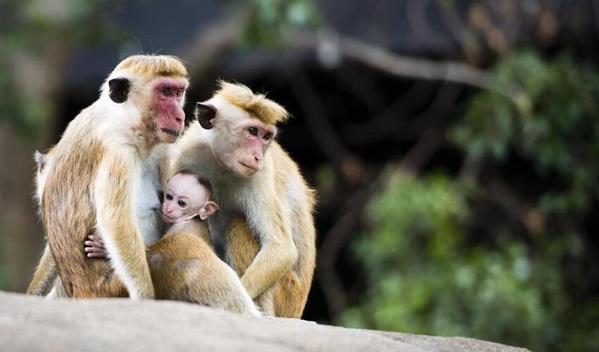 Macaca – Macaques: facts, distribution & population | BioDB