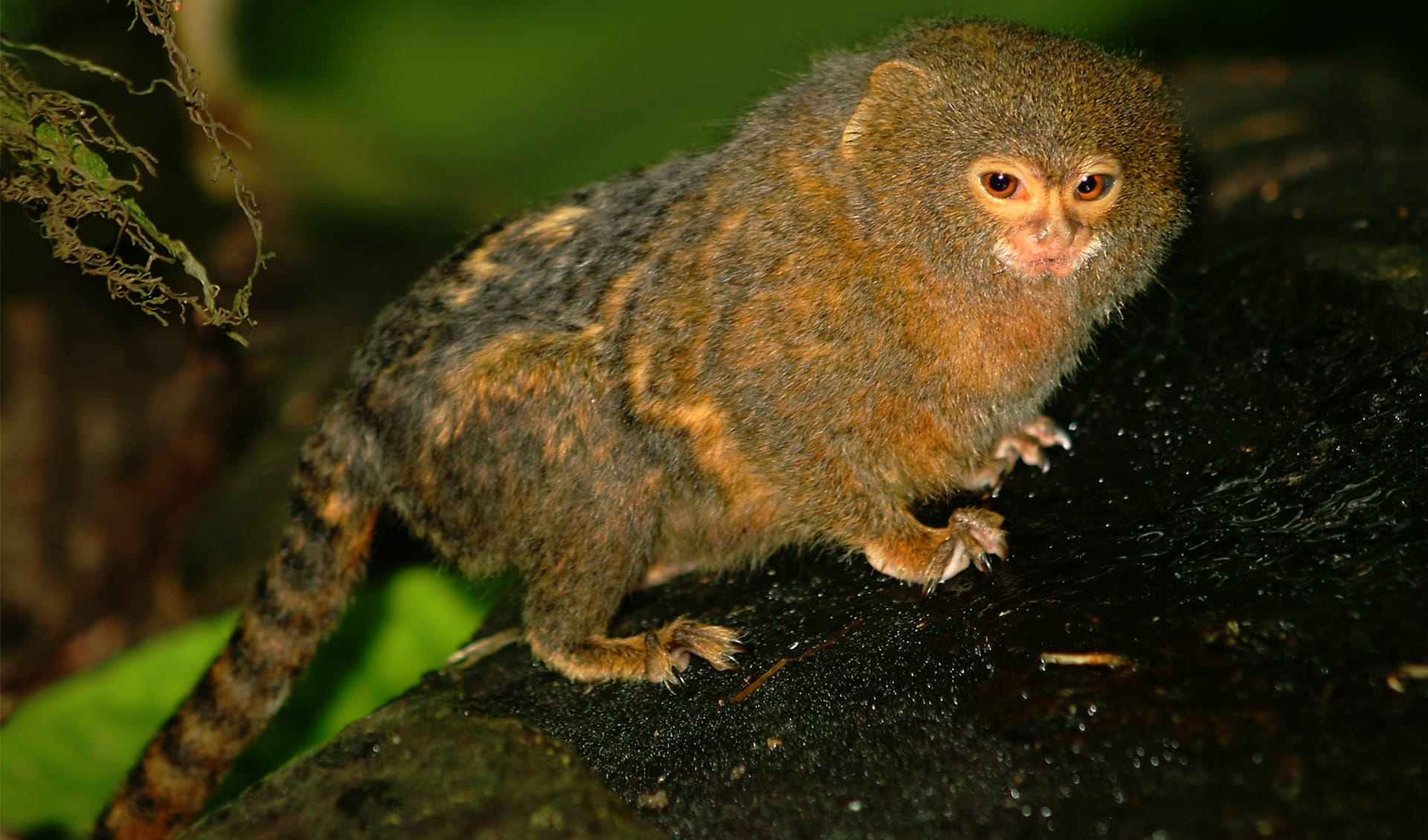 Pygmy marmoset facts, distribution & population | BioDB