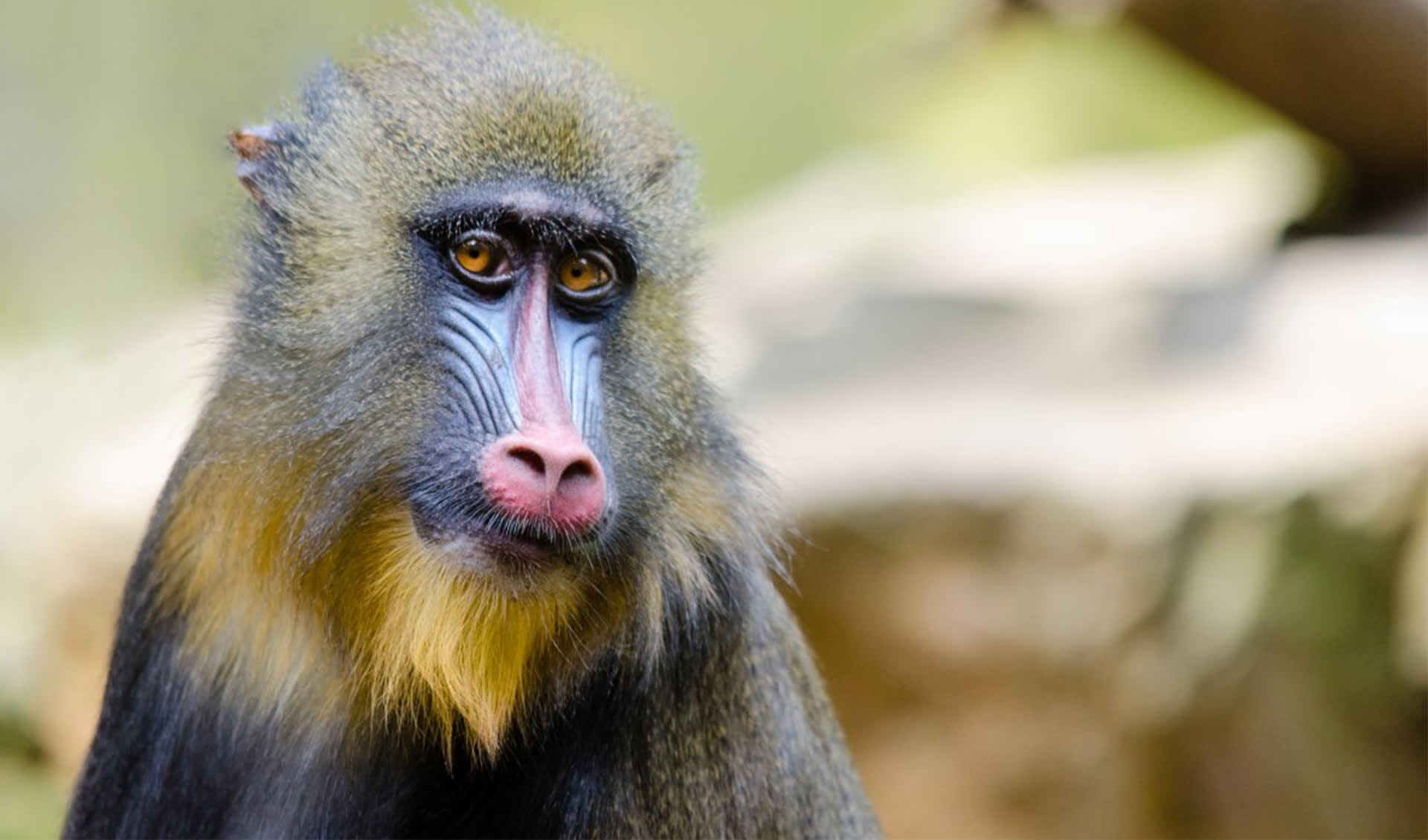 Drill facts, distribution & population | BioDB