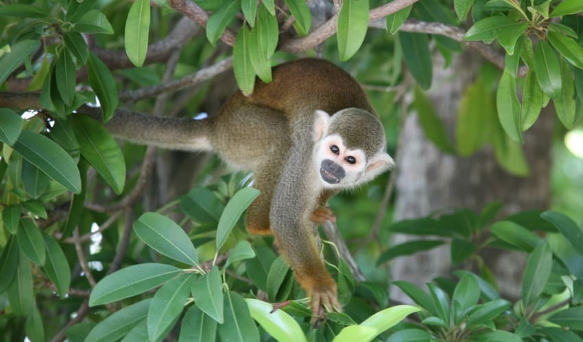 Cebidae - Cebids: facts, distribution & population | BioDB