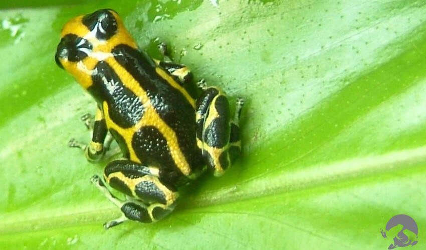 Mimic poison frog facts, distribution & population | BioDB