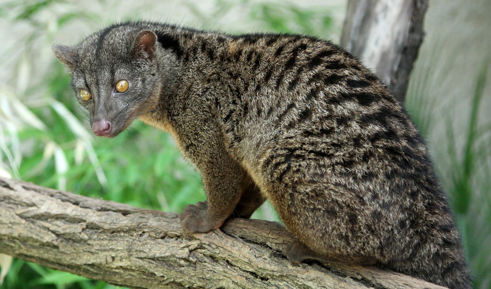 African palm civet facts, distribution & population | BioDB