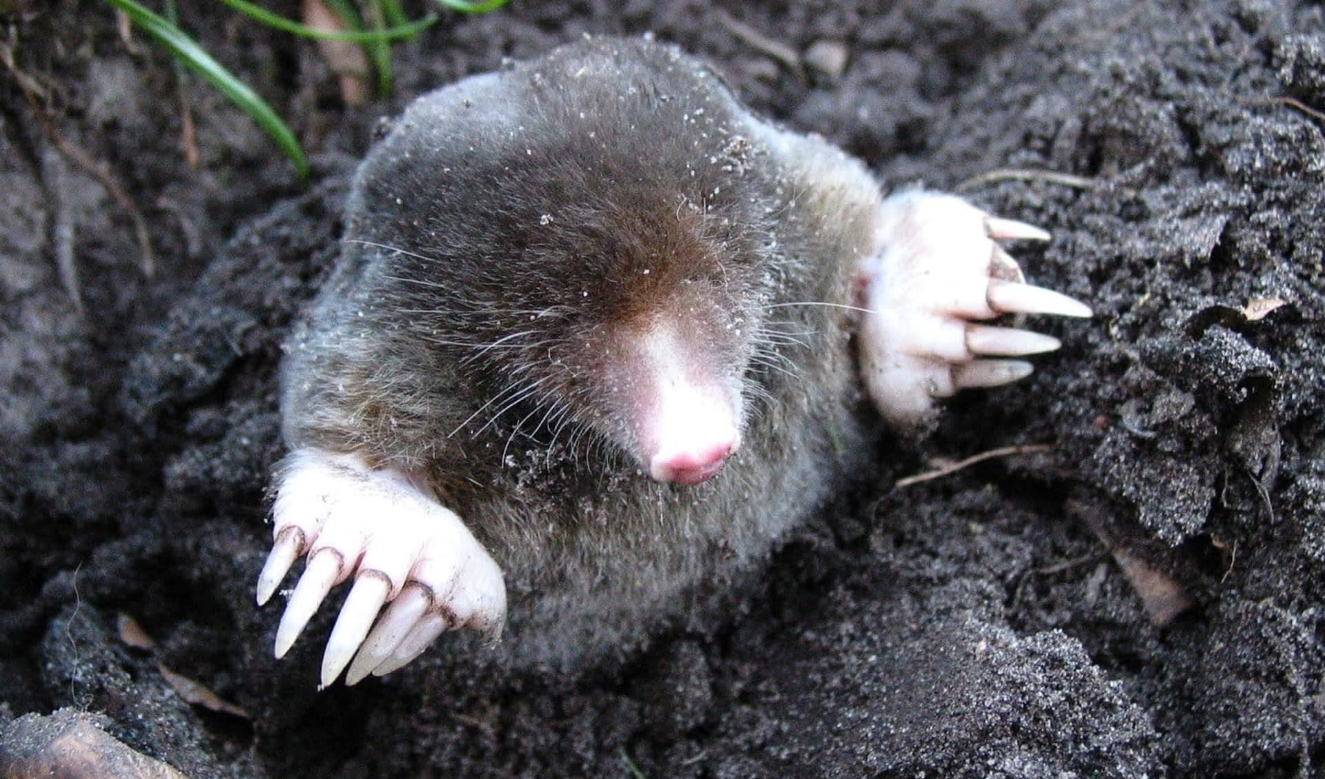 European mole facts, distribution & population | BioDB