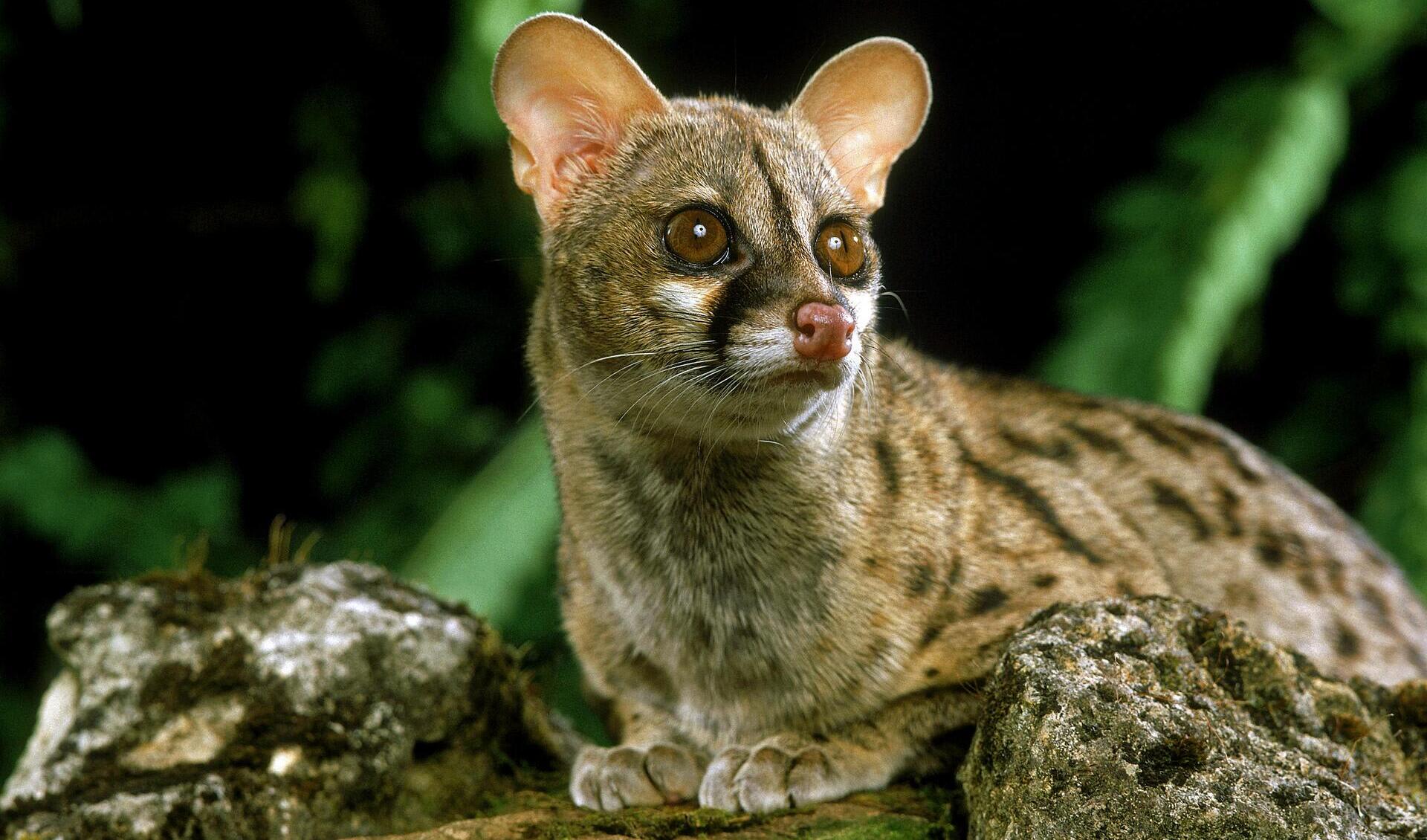 Viverridae - Viverrids: facts, distribution & population | BioDB