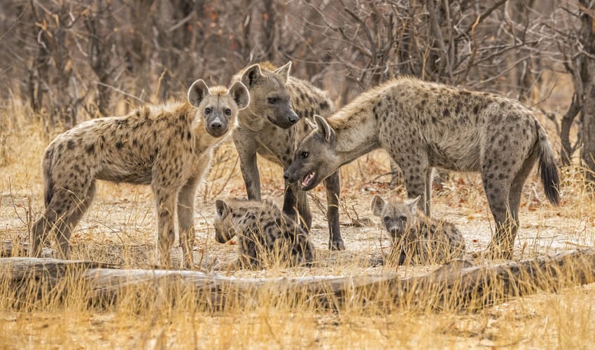 Hyaenidae - Hyenas: facts, distribution & population | BioDB