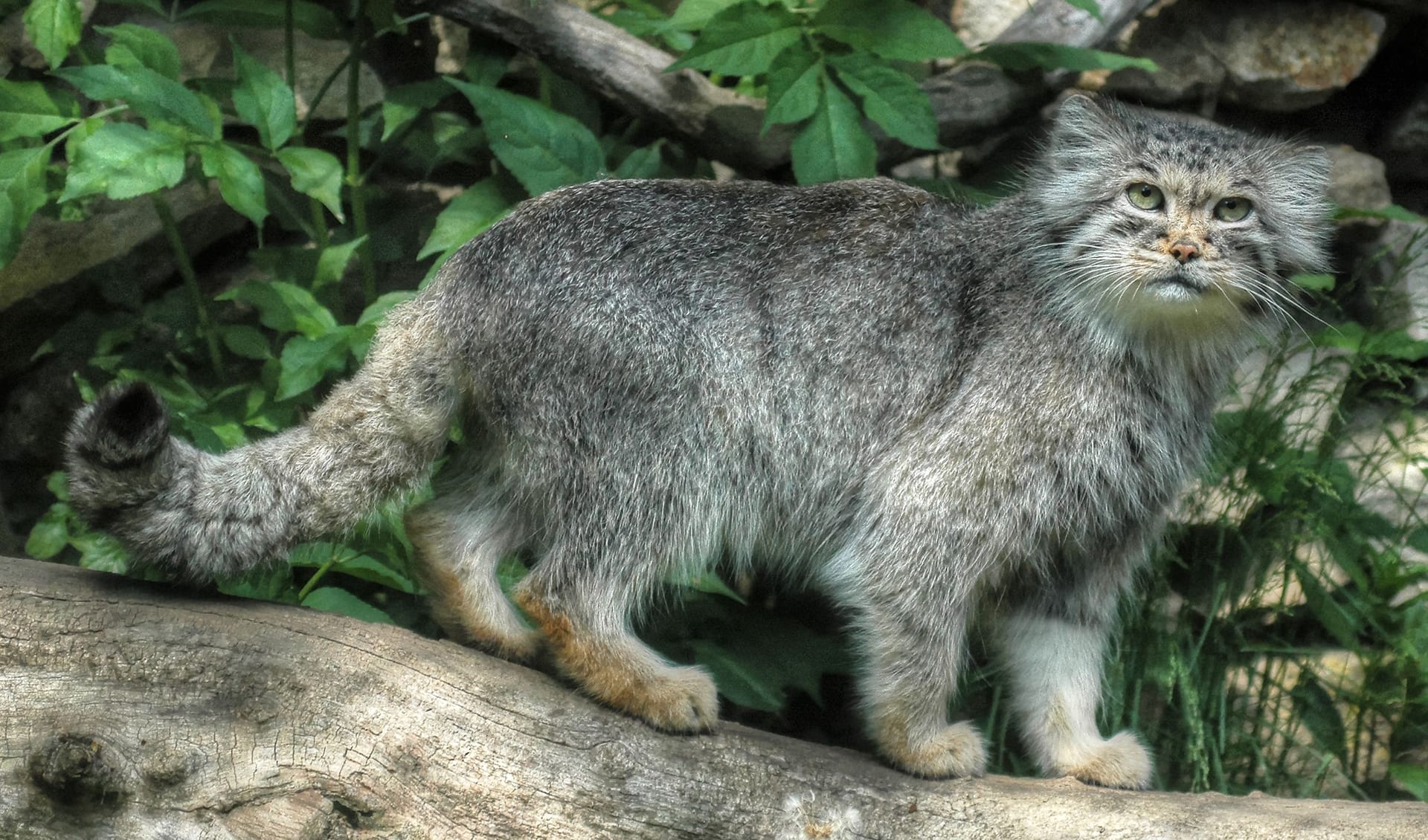 Pallas's cat facts, distribution & population | BioDB