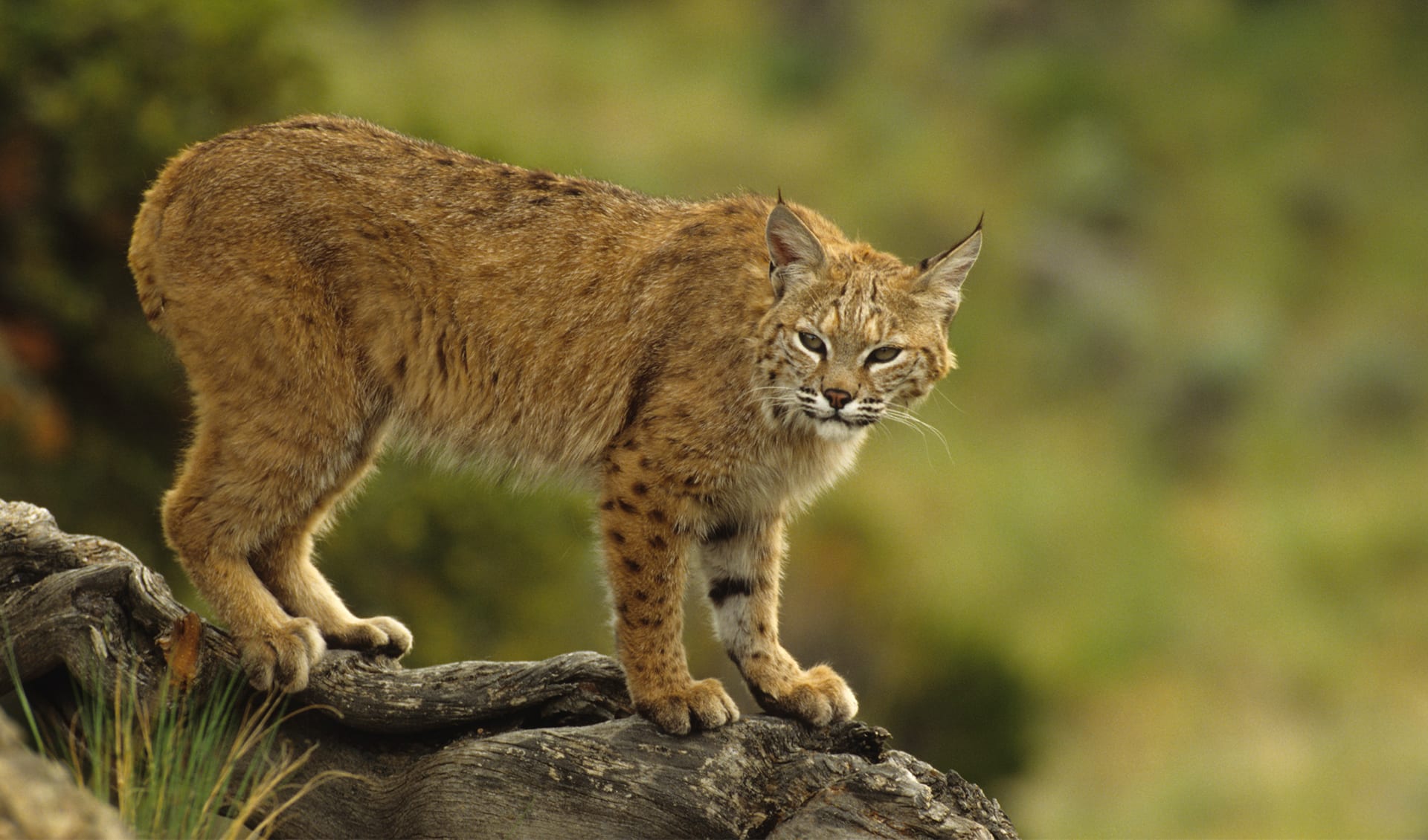 Bobcat facts, distribution & population | BioDB