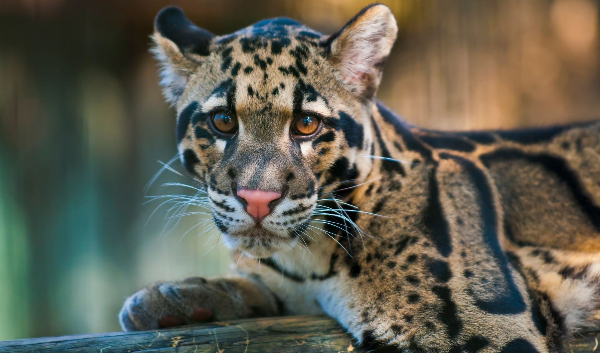 Clouded leopard facts, distribution & population | BioDB