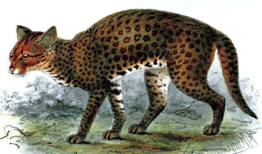 Profelis - African golden cat: facts, distribution & population | BioDB