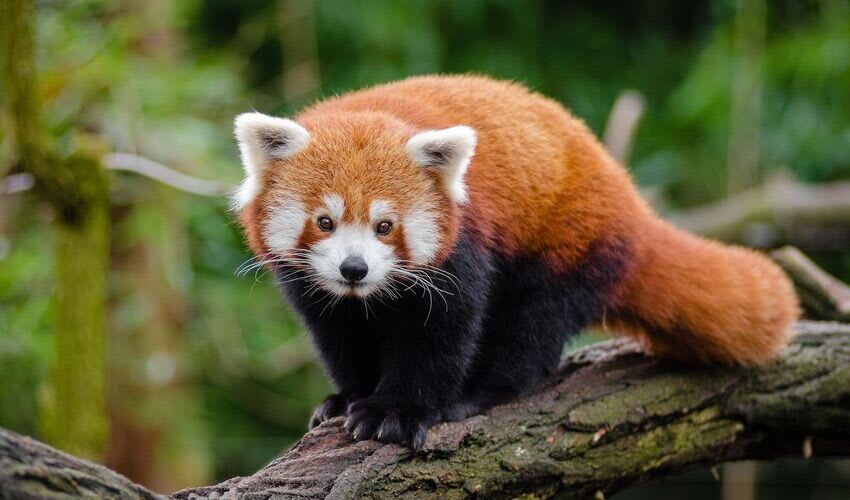 Ailuridae - Red Panda: facts, distribution & population | BioDB