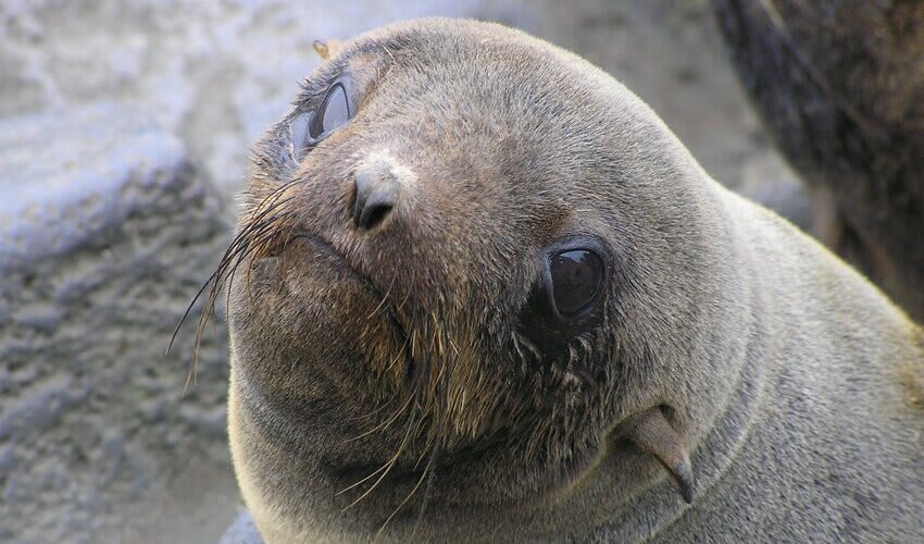 Otariidae - Eared seals: facts, distribution & population | BioDB