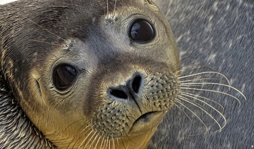 Phocidae - Earless seals: facts, distribution & population | BioDB