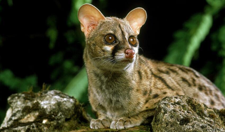 Genetta - Genets: facts, distribution & population | BioDB