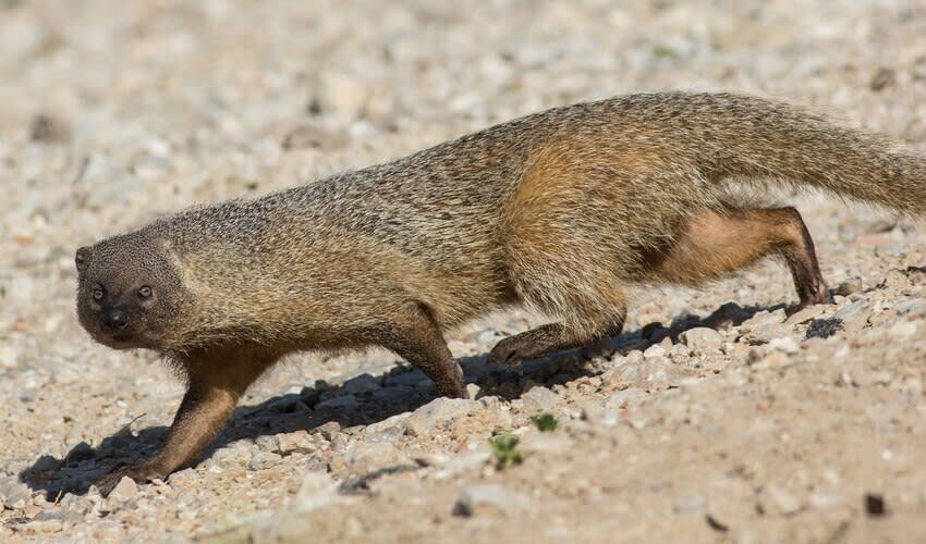 Herpestes - Slender mongooses: facts, distribution & population | BioDB