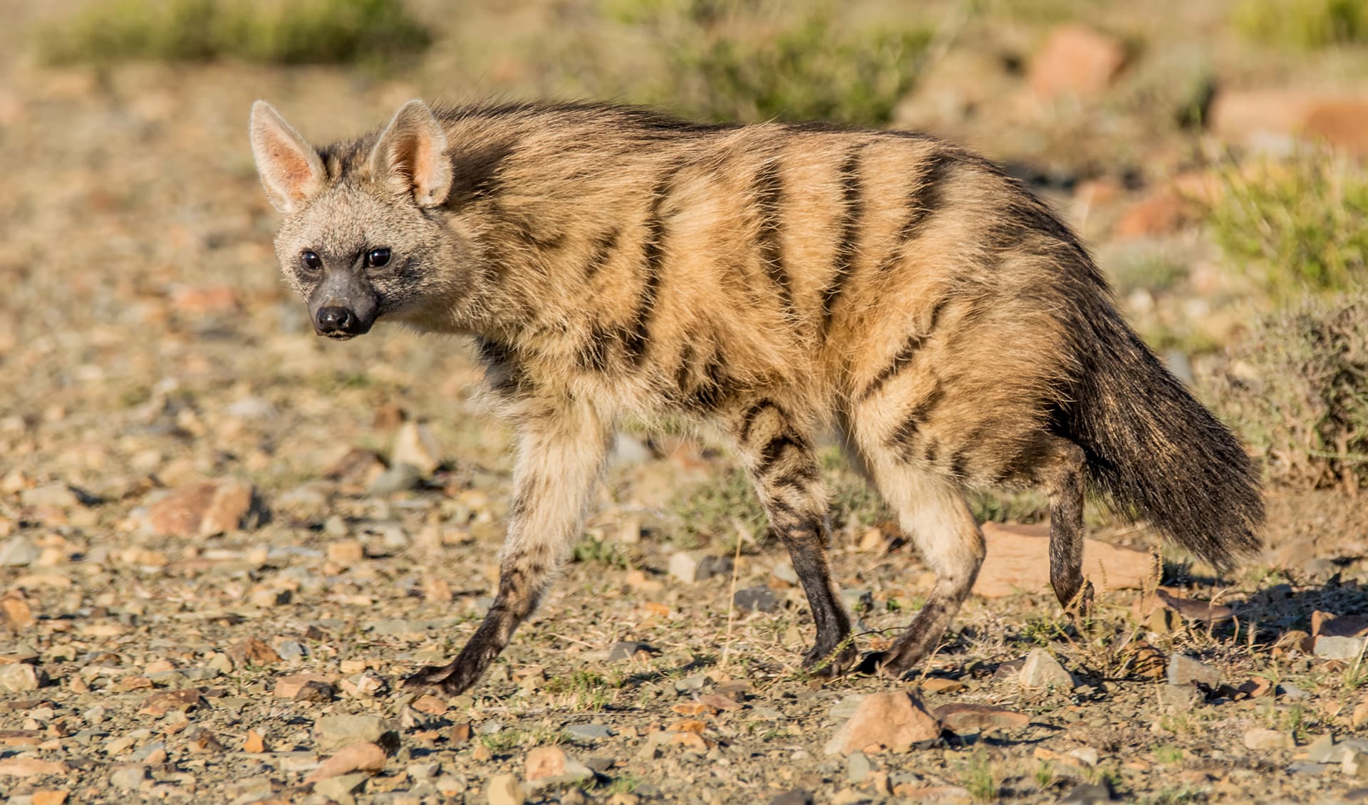 Aardwolf facts, distribution & population | BioDB