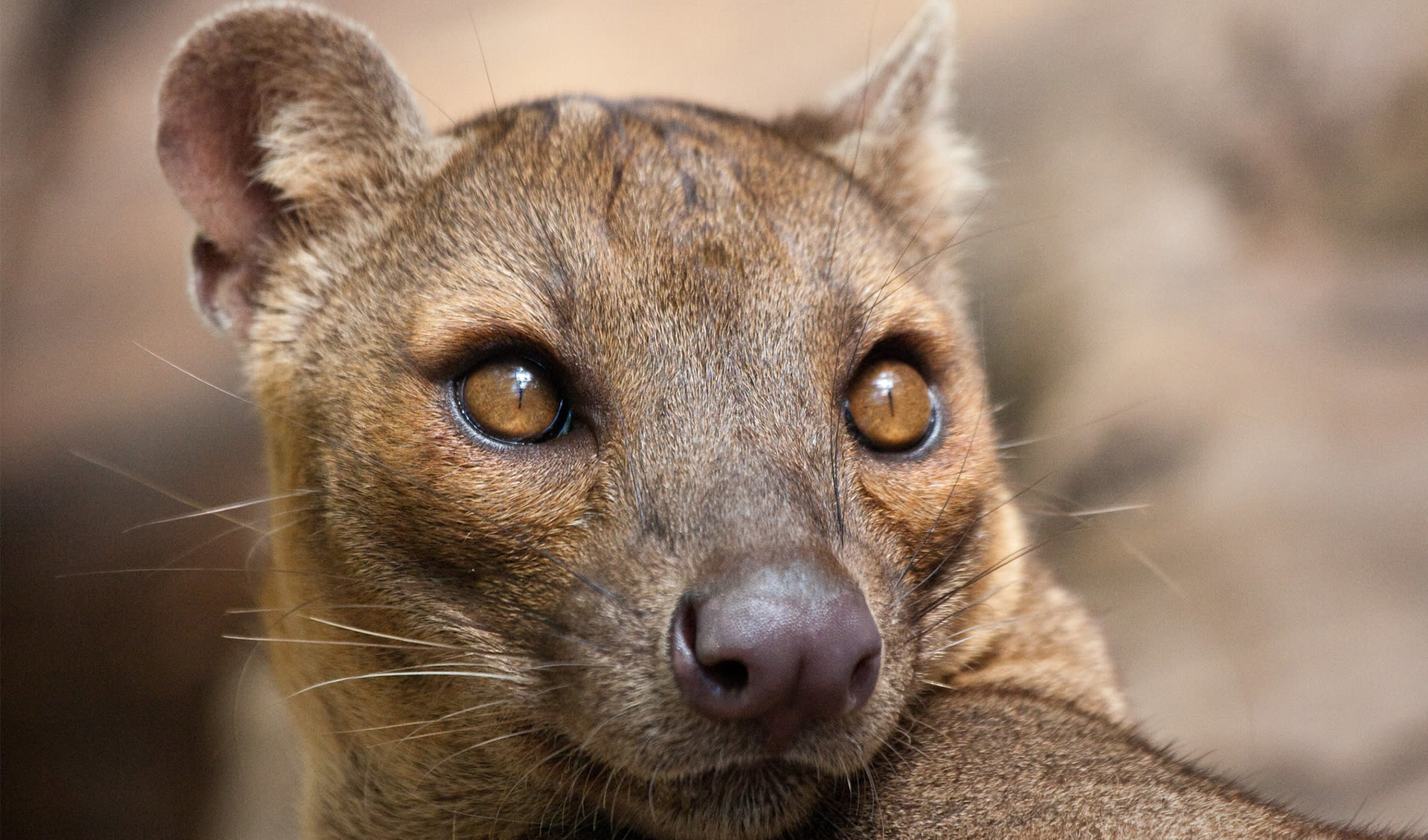 Fossa facts, distribution & population | BioDB
