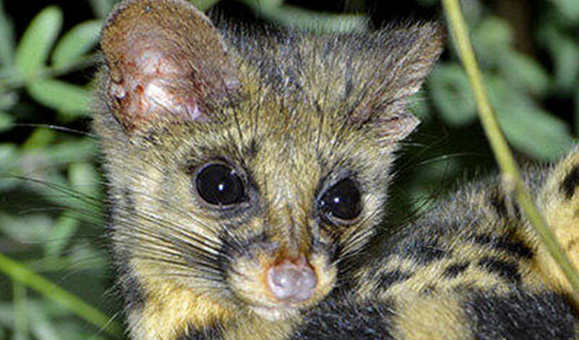 Spotted linsang facts, distribution & population | BioDB