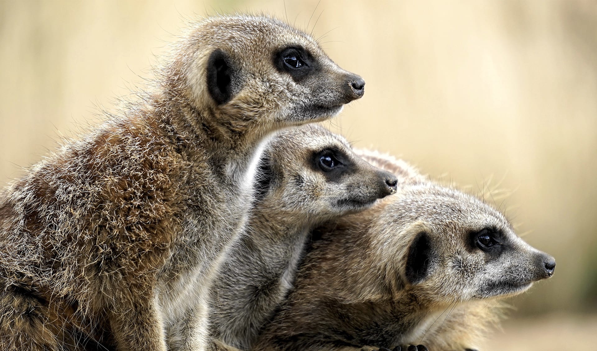 Meerkat facts, distribution & population | BioDB