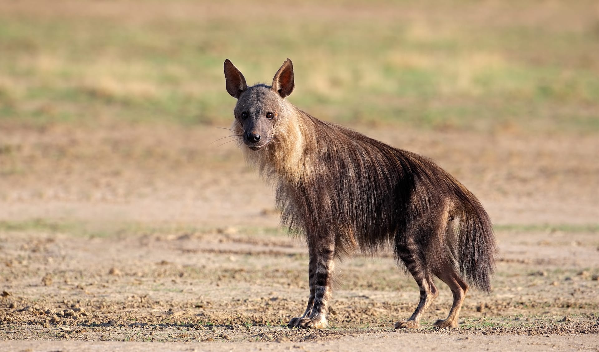 Brown hyena facts, distribution & population | BioDB
