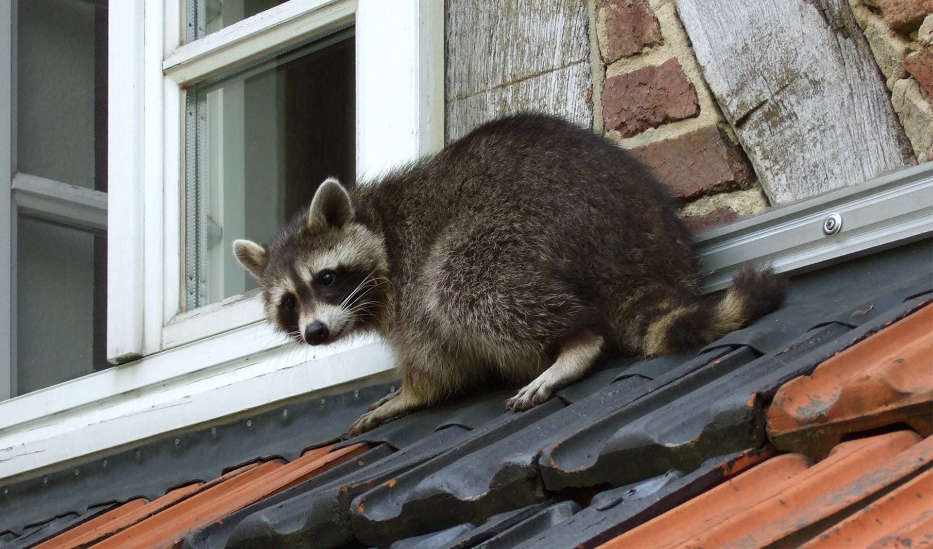 Raccoon facts, distribution & population | BioDB