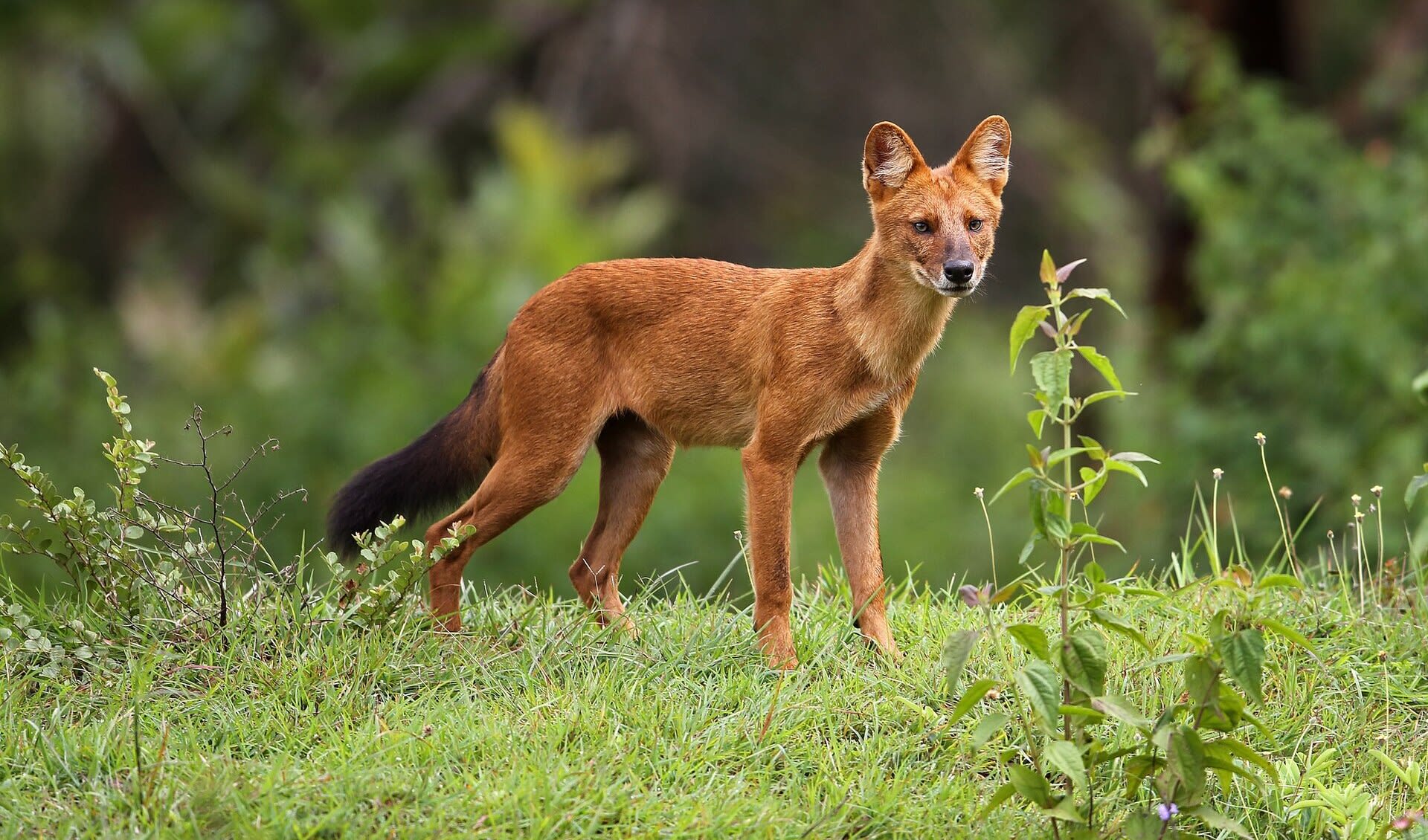 Dhole facts, distribution & population | BioDB
