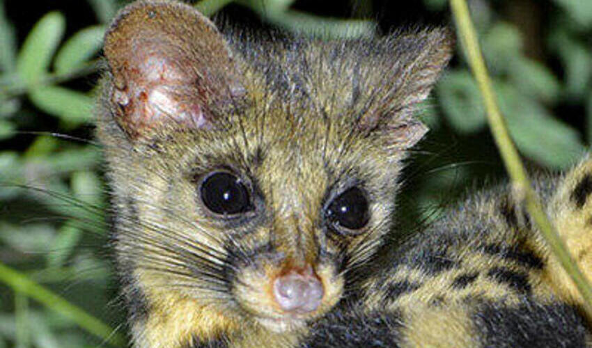 Prionodon- Asia linsangs: facts, distribution & population | BioDB