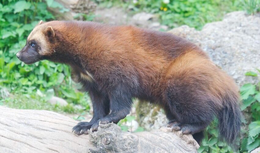 Gulo - Wolverine: facts, distribution & population | BioDB