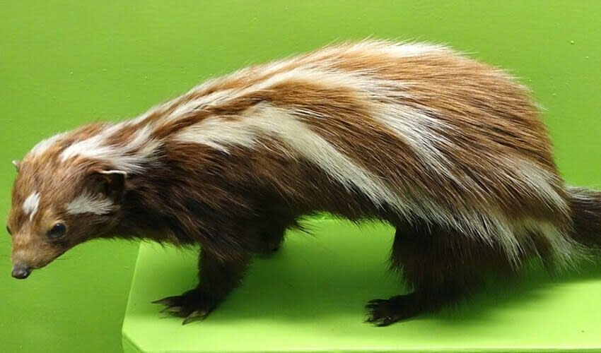 Striped polecat facts, distribution & population | BioDB